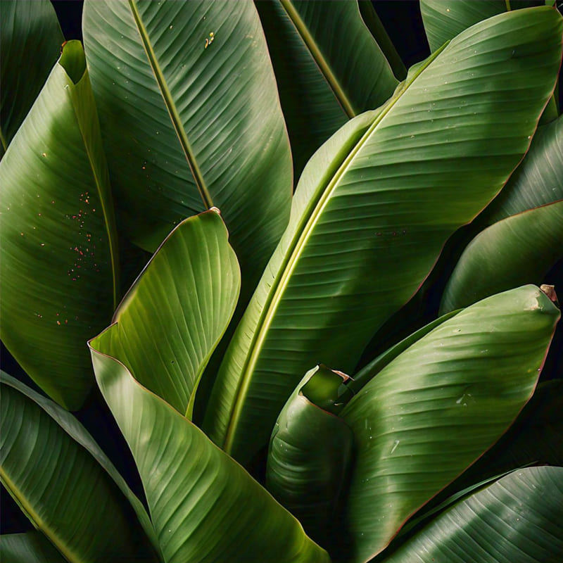 Banana Leaves - 500 in A2Z Shoppy